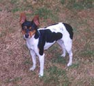 ratterrier